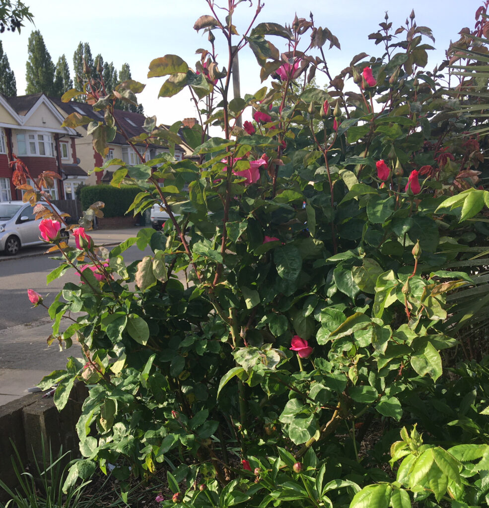 The Paul McCartney Rose - Guide-for-London