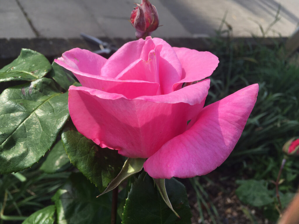 The Paul McCartney Rose - Guide-for-London