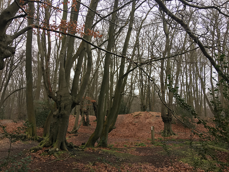 Epping Forest - Guide-for-London